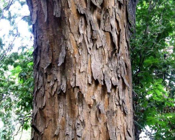 Arjun Tree - Terminalia Arjuna - Combretaceae - ارجن - Noons.info