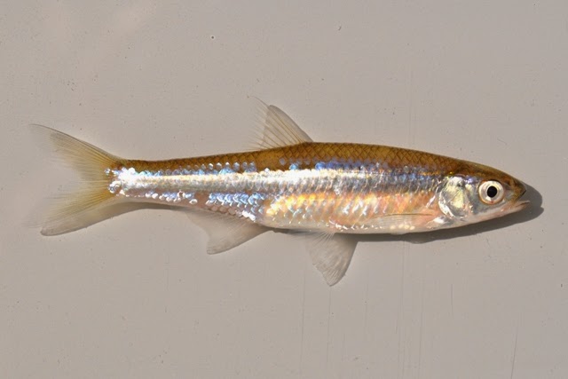 Steven outside: Some shiny lil fishes