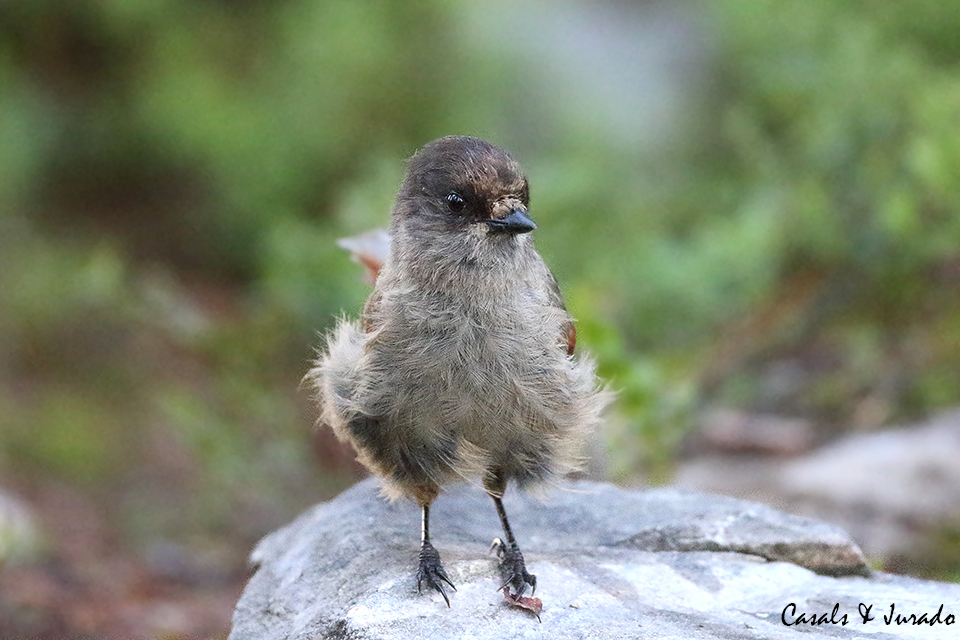CRÒNIQUES NATURALISTES: PASSERIFORMES II