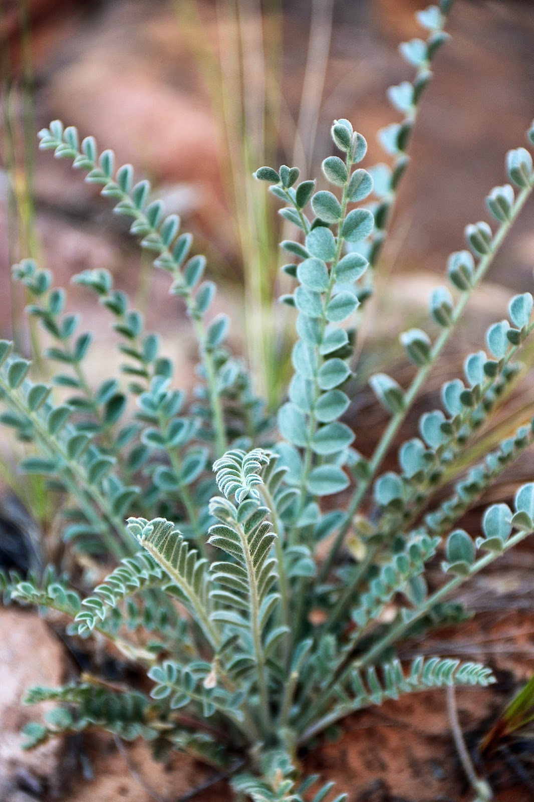 A is for Adventure: Mesa Arch and Neck Spring Trail at Canyonlands ...