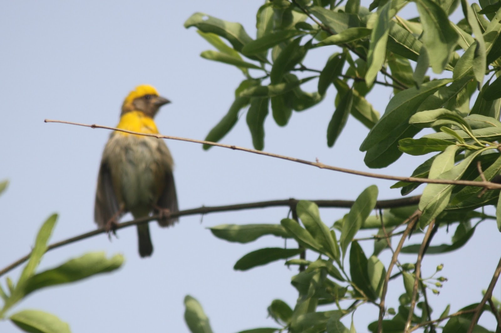 Birds in Delhi(India): Weaver Bird