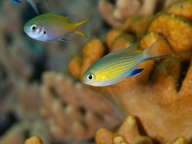 Borneo Island, Awaken To A Different World: Vanderbilt's Chromis ...