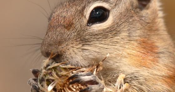 French Vocabulary Illustrated: grignoter