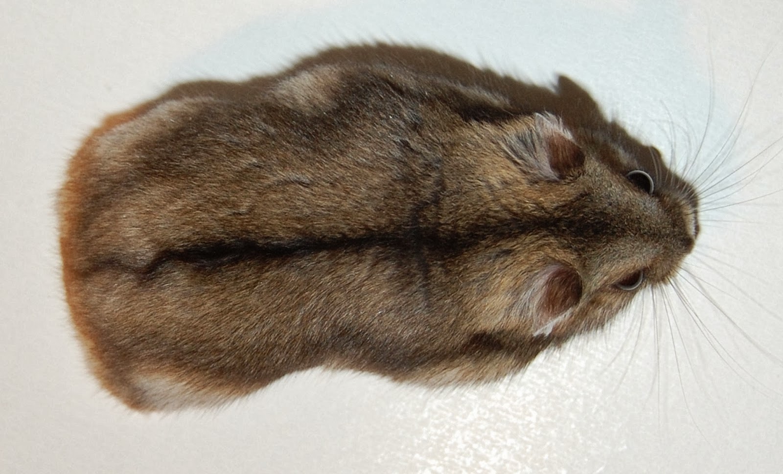 Chomicza Pasja: Galeria zdjęć wszystkich gatunków chomików (cz.2)