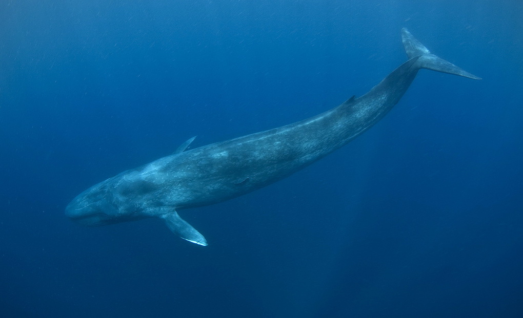 Blue Whale (Paus Biru) | Mr. Kepo - Dunia Fakta Unik