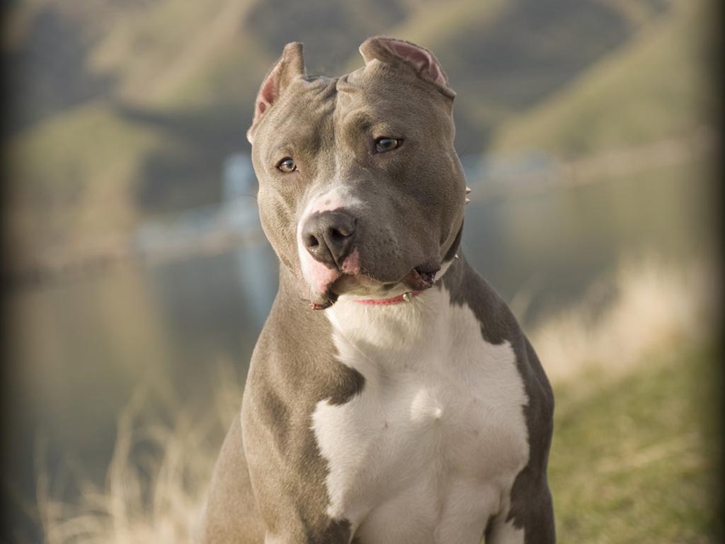 Pit bull dog wallpapers
