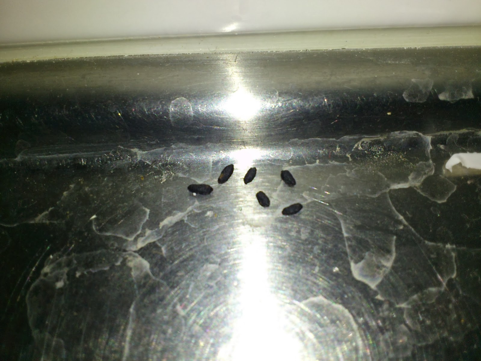 Vilse i Örebro: Mus i vårt hus!