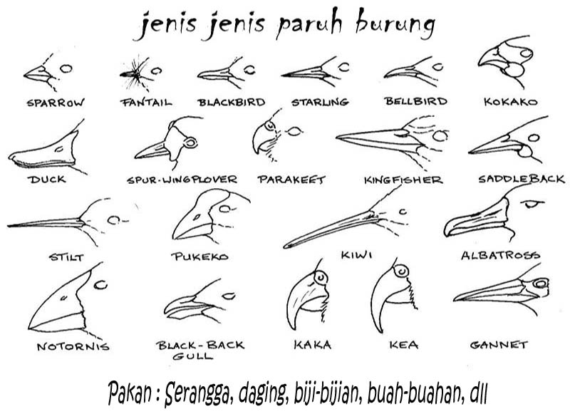 Qicauan Mu: Jenis paruh dan pakan burung