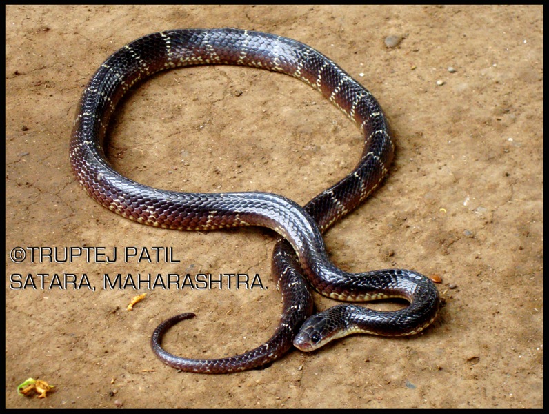 Wildlife Photographs by Truptej Patil