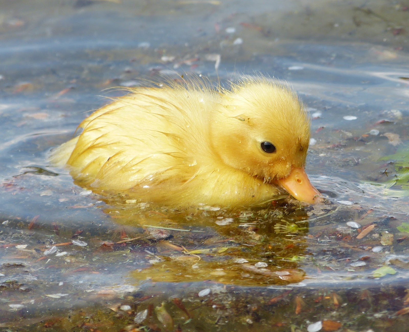 caneton - définition - C'est quoi