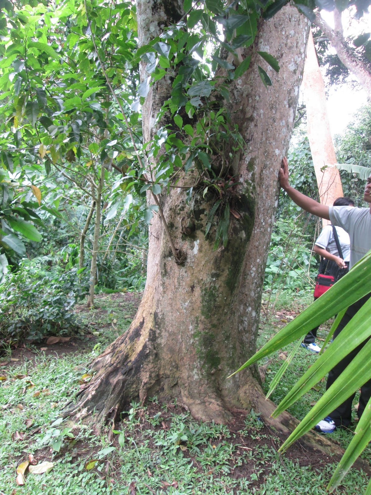 Plants and their uses: Plants and Trees