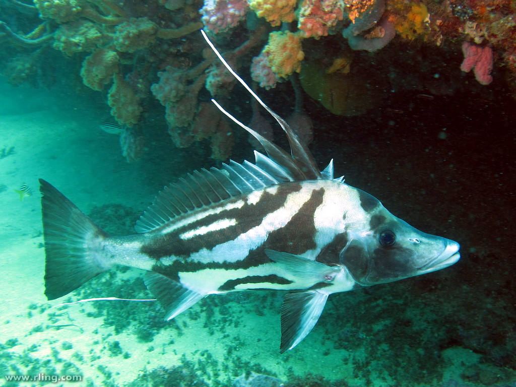 Real Monstrosities: What's up with all these pigfish?