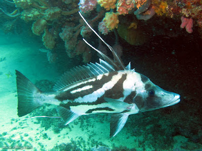 Real Monstrosities: What's up with all these pigfish?