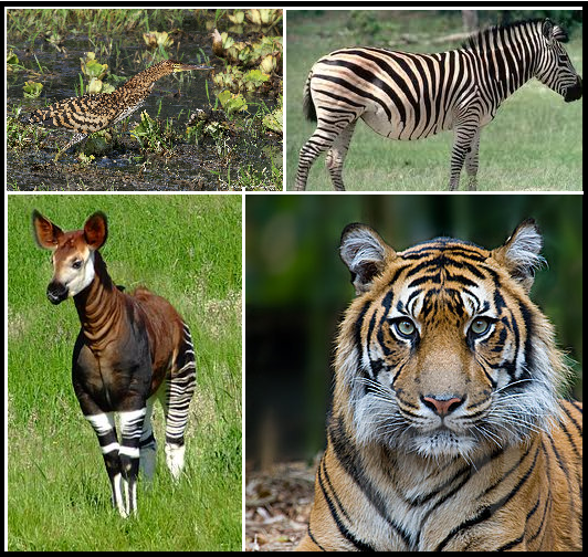 MorsoRosso: CANE TIGRATO