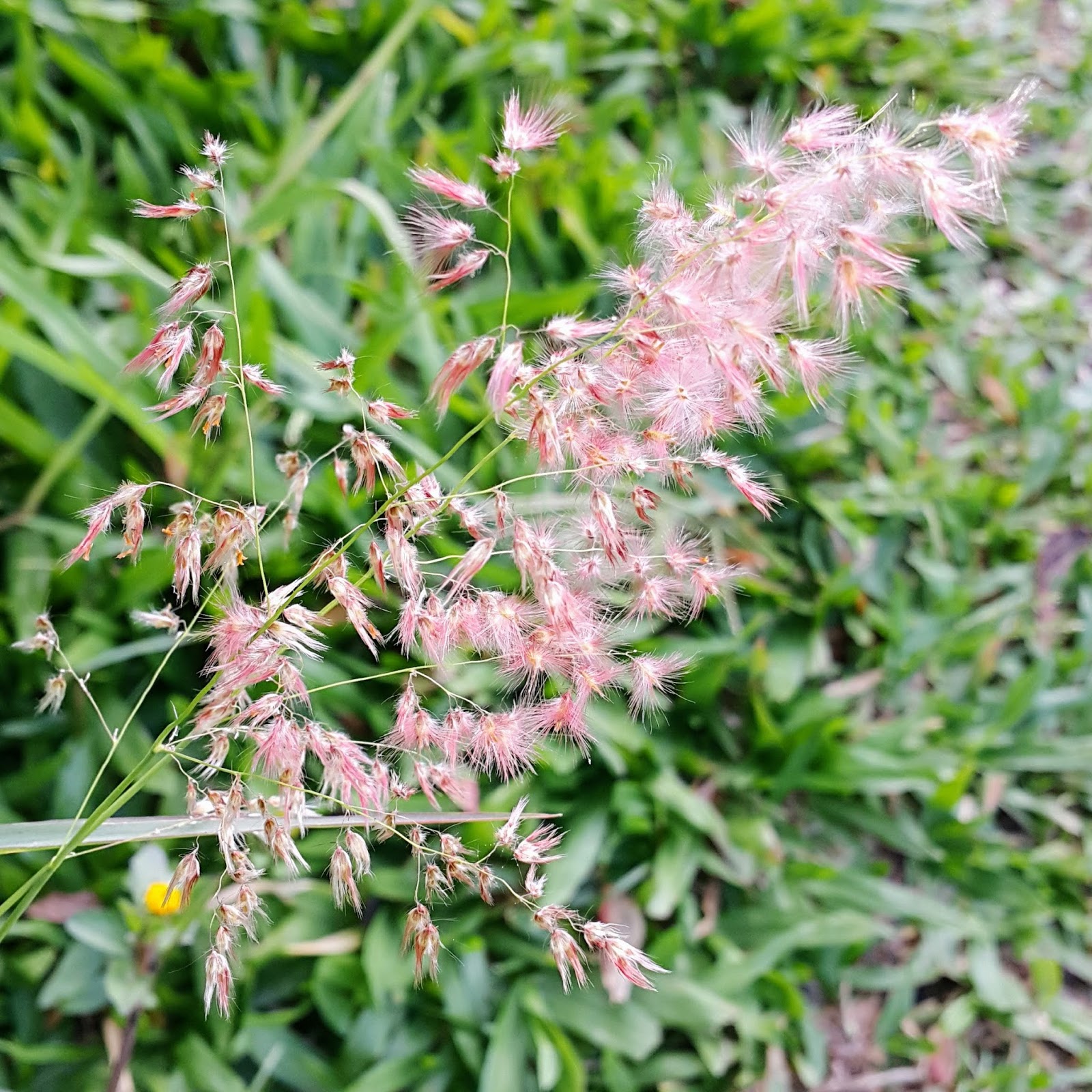 "Verdade//aspas" : 👪 Poaceae (Rhynchelytrum repens)