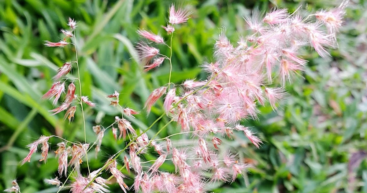 "Verdade//aspas" : 👪 Poaceae (Rhynchelytrum repens)