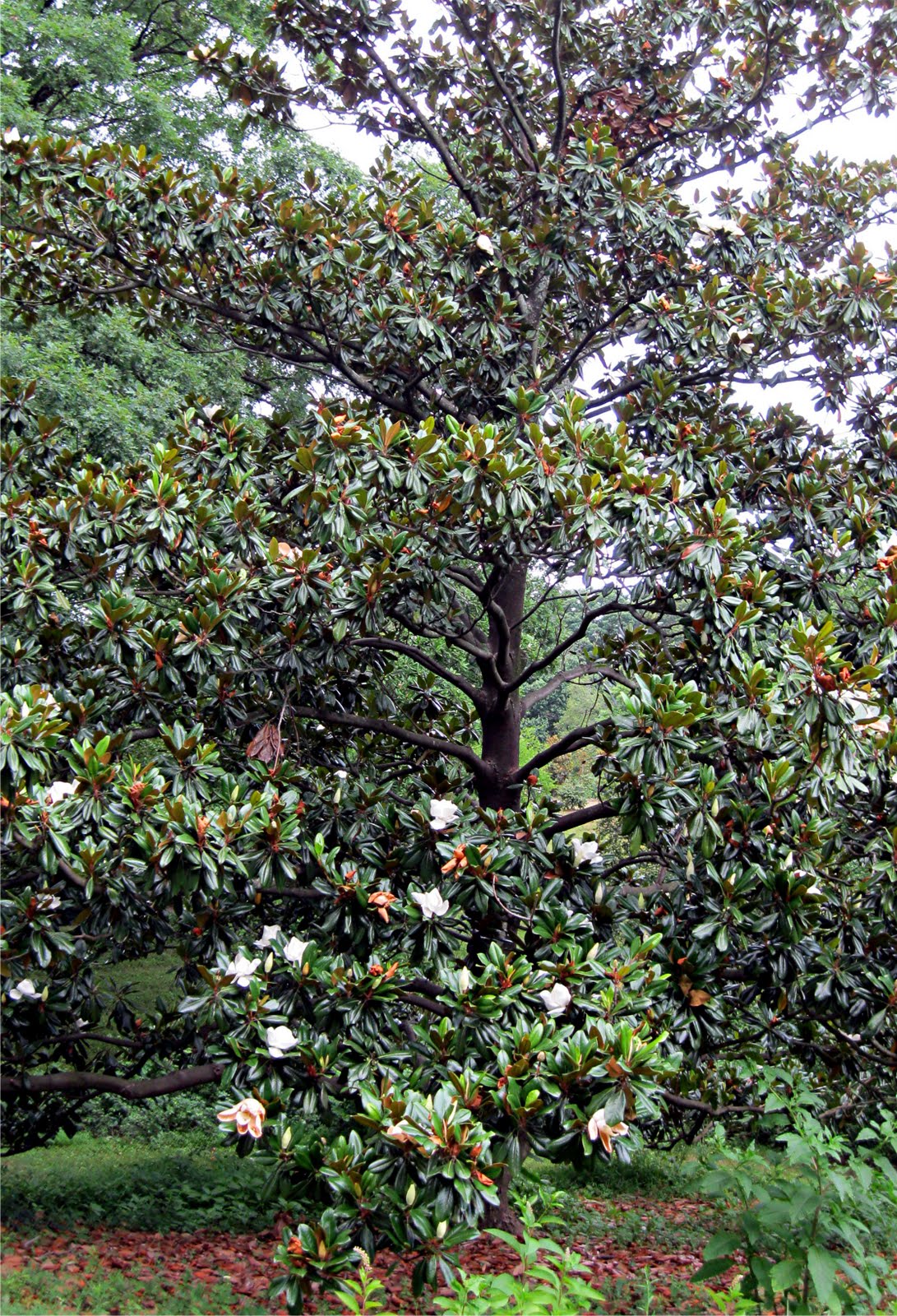 1003 Gardens: It's no wonder there are societies dedicated to Magnolias ...