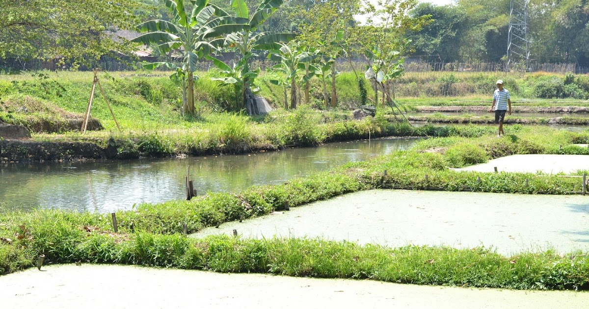 PERIKANAN ~ Desa Cangkringan