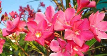 Flowers Offered To Lord Muruga | Hindu Blog