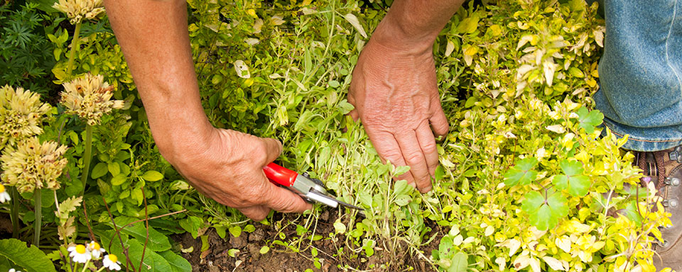 Barnsdale Garden Diary