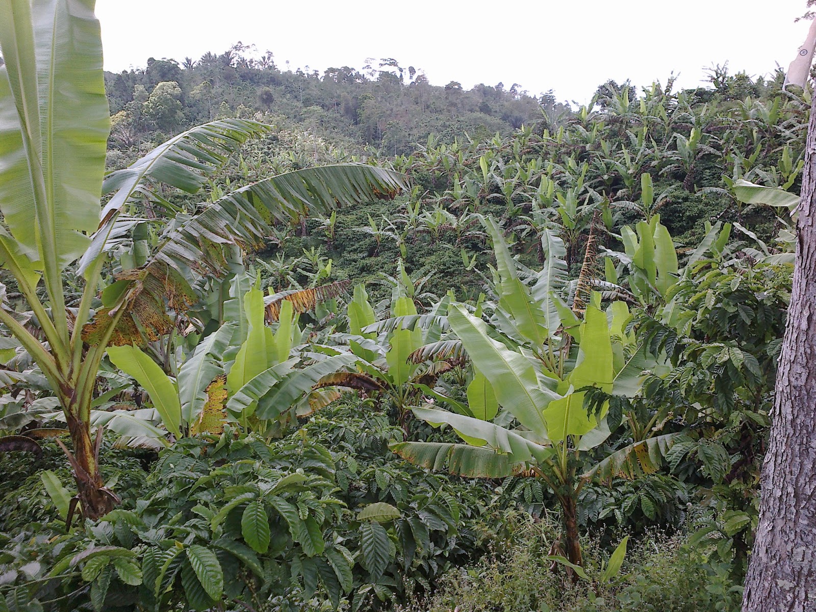 ISTANA PISANG BUAH: KEBUN PISANG DAN TEMPAT