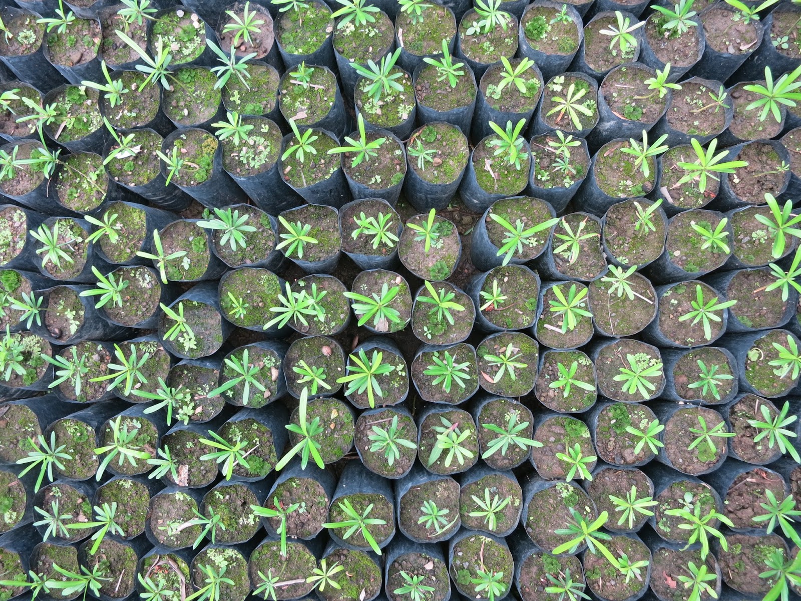 Splash of Yellow: Top things to do and see in Batanes in 3 days