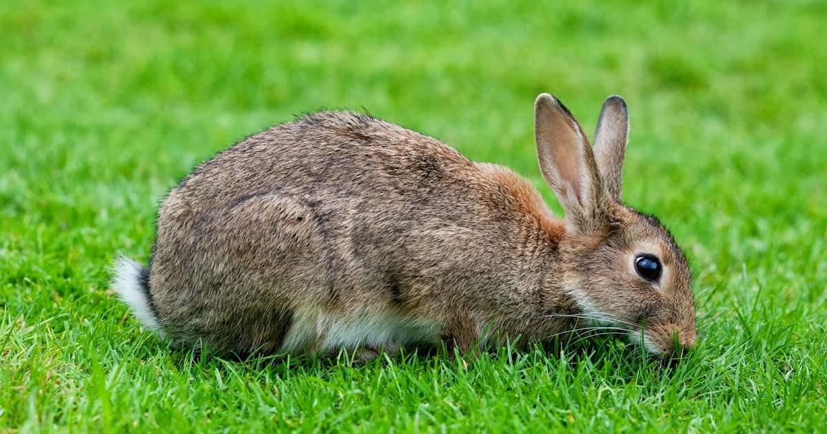 British Rabbit Council - Pets