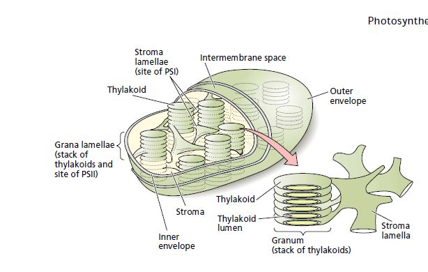 Chloroplast , structure and functions in full details
