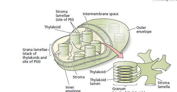 Chloroplast , structure and functions in full details