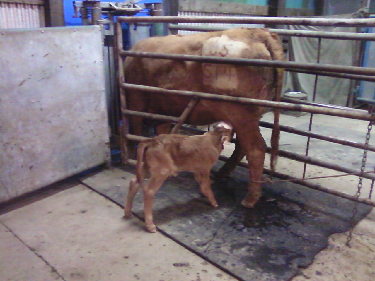 The Ninth Year...: Beef Cattle Calving in Clay Center, Nebraska
