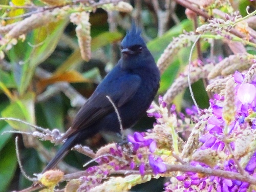 Cultura Guaraní: El cardenal azul