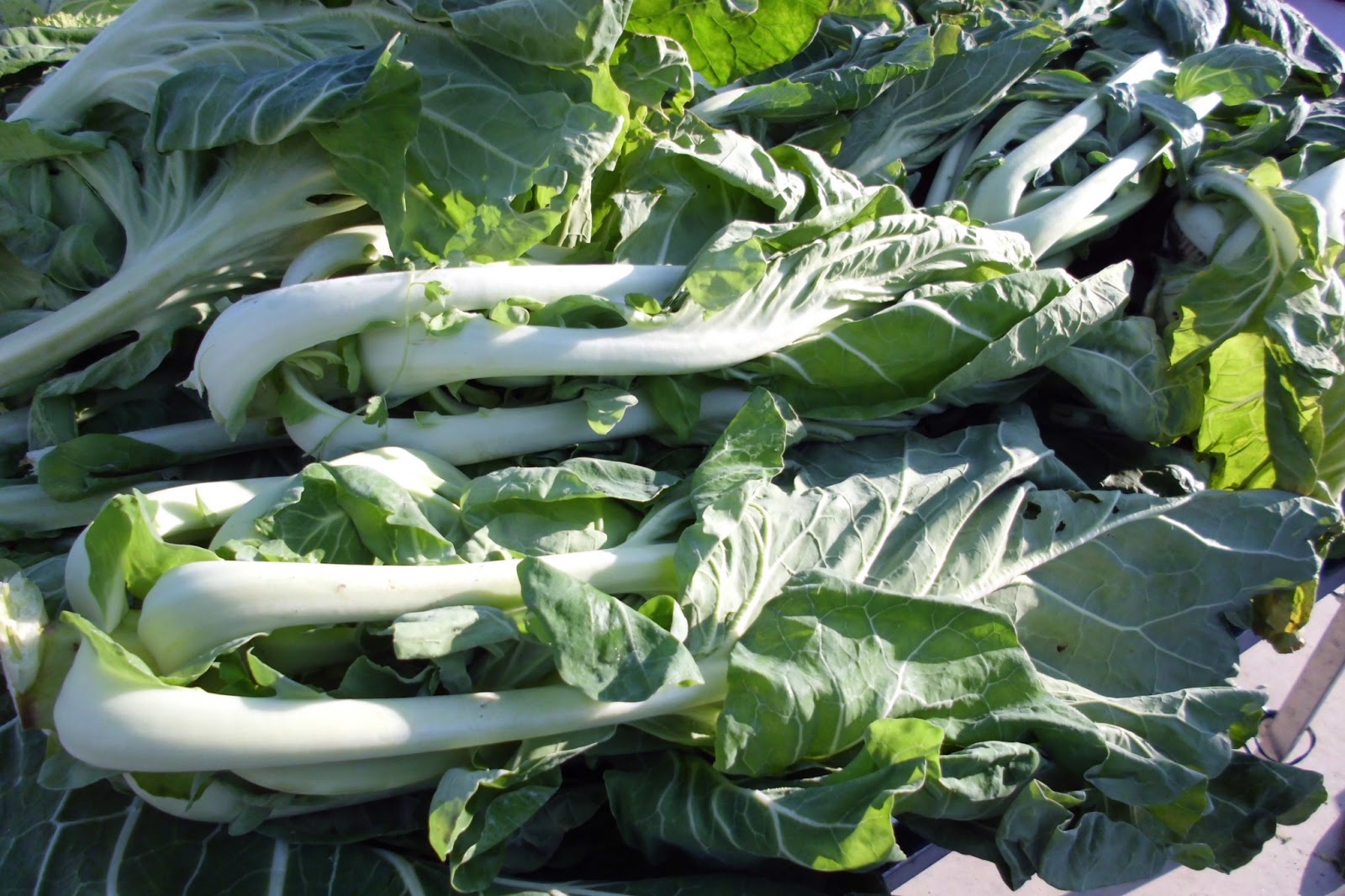 DE LOS GUSTOS Y LOS CAMINOS: GUISO DE BERZAS