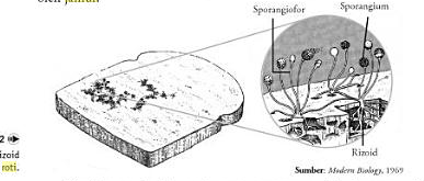 Kenapa roti bisa Jamuran