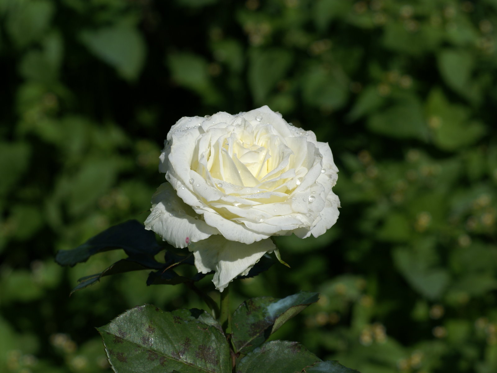 white roses wallpaper |Rose Wallpapers