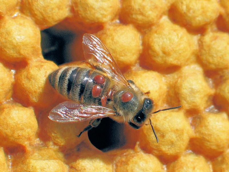 Corona Apicultores: VARROA TRANSMISOR DE PATÓGENOS