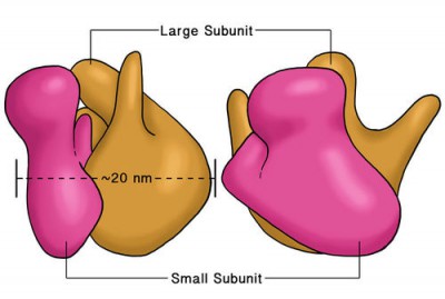 Struktur dan Fungsi Ribosom, Retikulum Endoplasma, Lisosom, dan ...