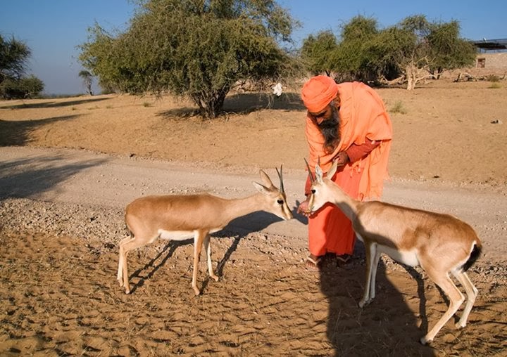 Bishnoi Community in Rajasthan and 29 Rules ~ Rajasthan GK | Current ...