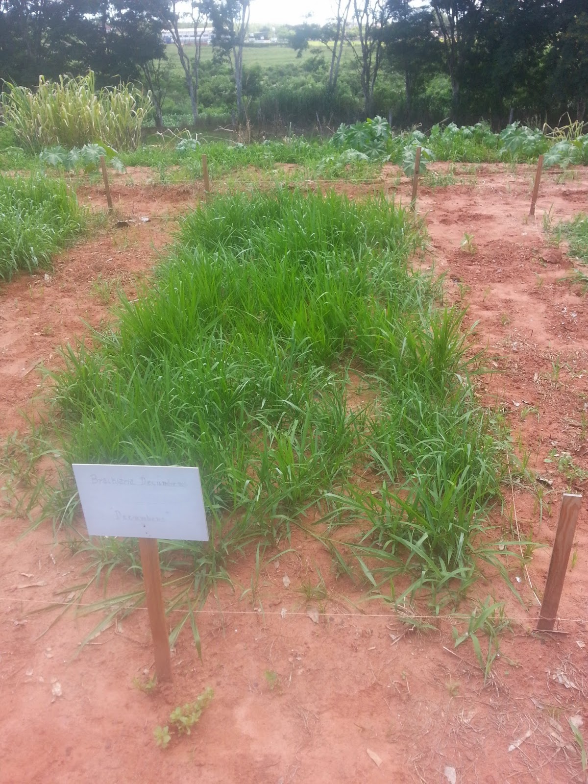 Fazendo Agro: Brachiaria Decumbens