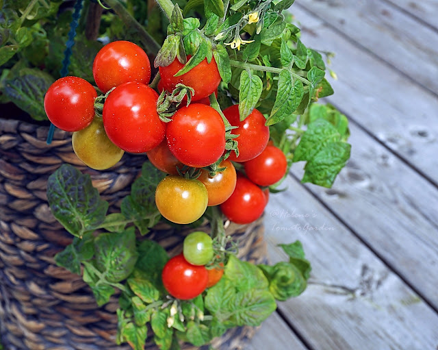 Helenes Tomater: Tiny Tim