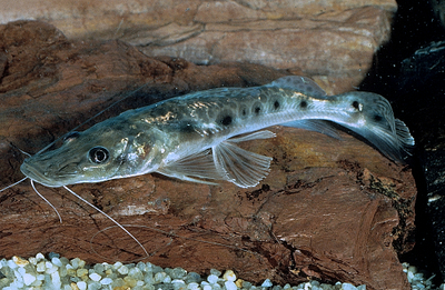 A Arte da Pesca: Peixes de Água Doce - Jurupoca