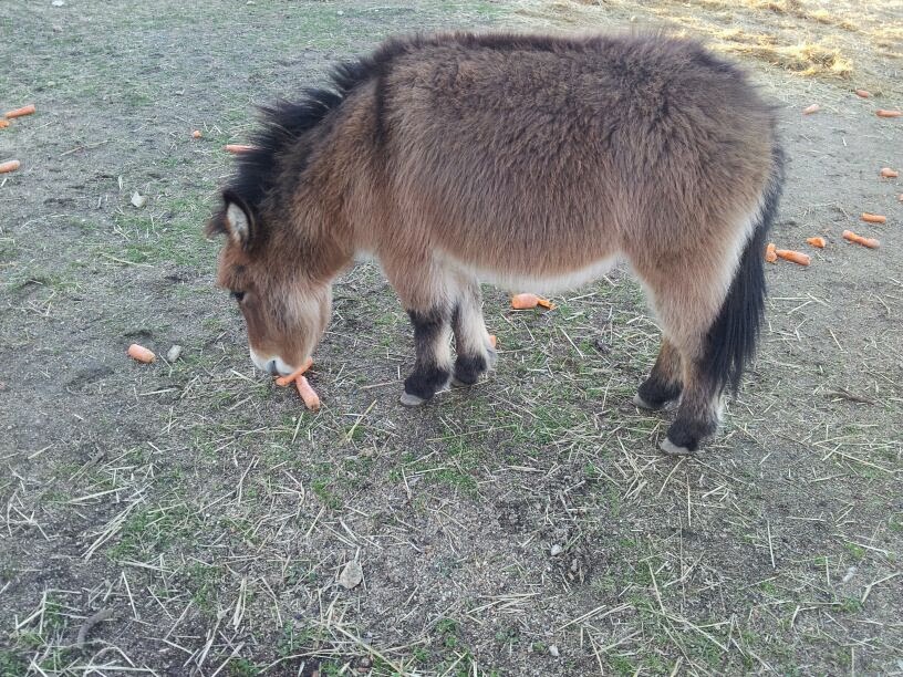 EL CORRAL DE COBOS: GUTI EL MULO ENANO