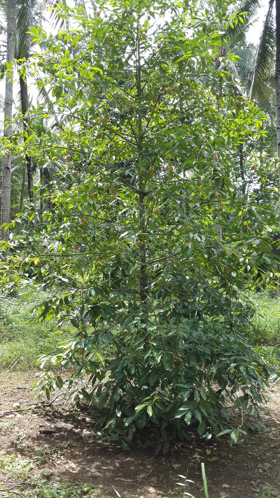 pertanian: kebun pala