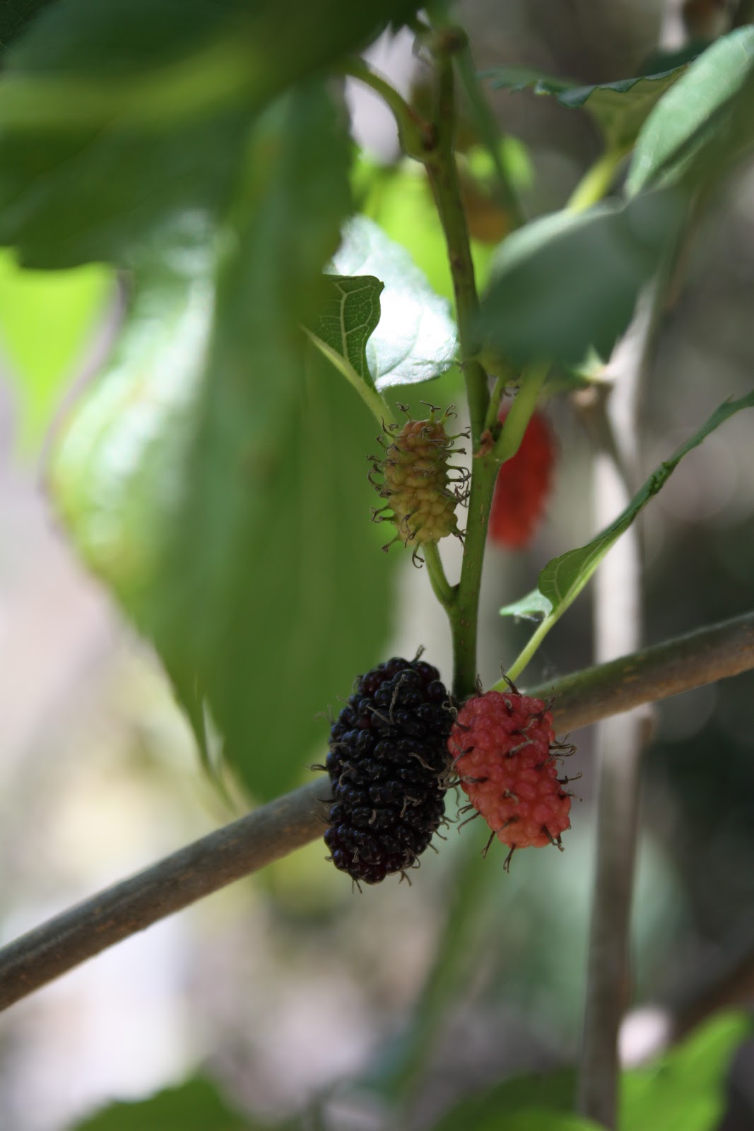 el viBrero: Historia de los Árboles de Morera en México