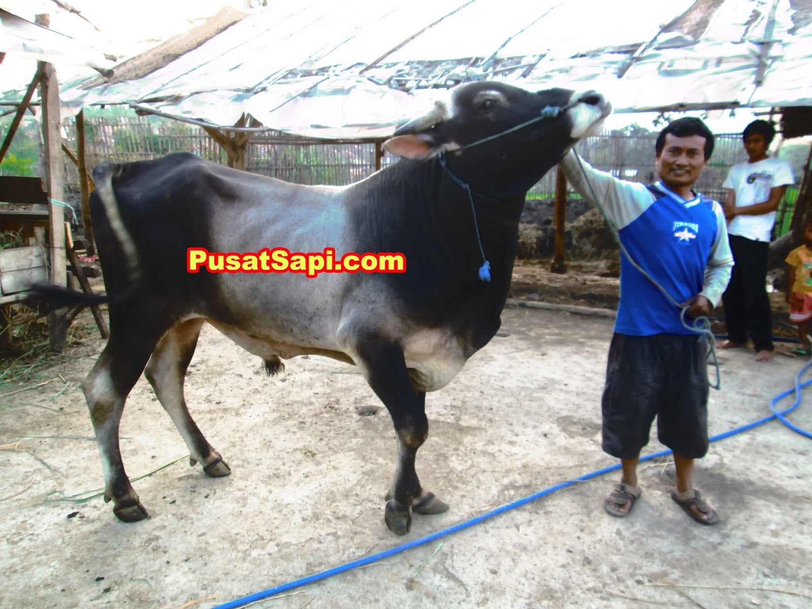 Pusat Jual Sapi & Domba Qurban MURAH di Bandung | PusatSapi.com