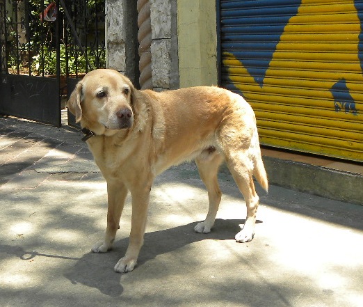 Adopta un Bicho Peludo : Labrador adulto en adopción ADOPTADO :)