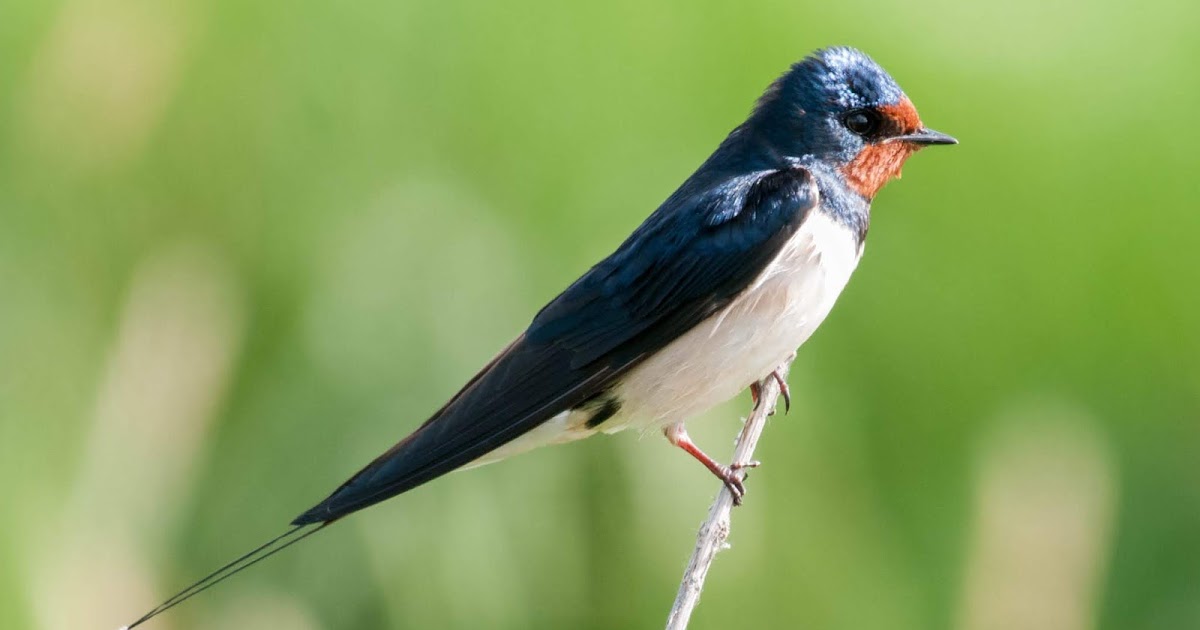 De Ontdekking van het Licht: Boerenzwaluw