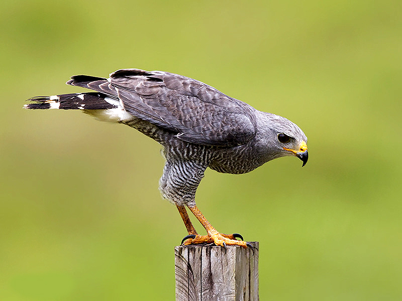 Bellas Aves de El Salvador: Buteo plagiatus (busardo o halcón gris ...