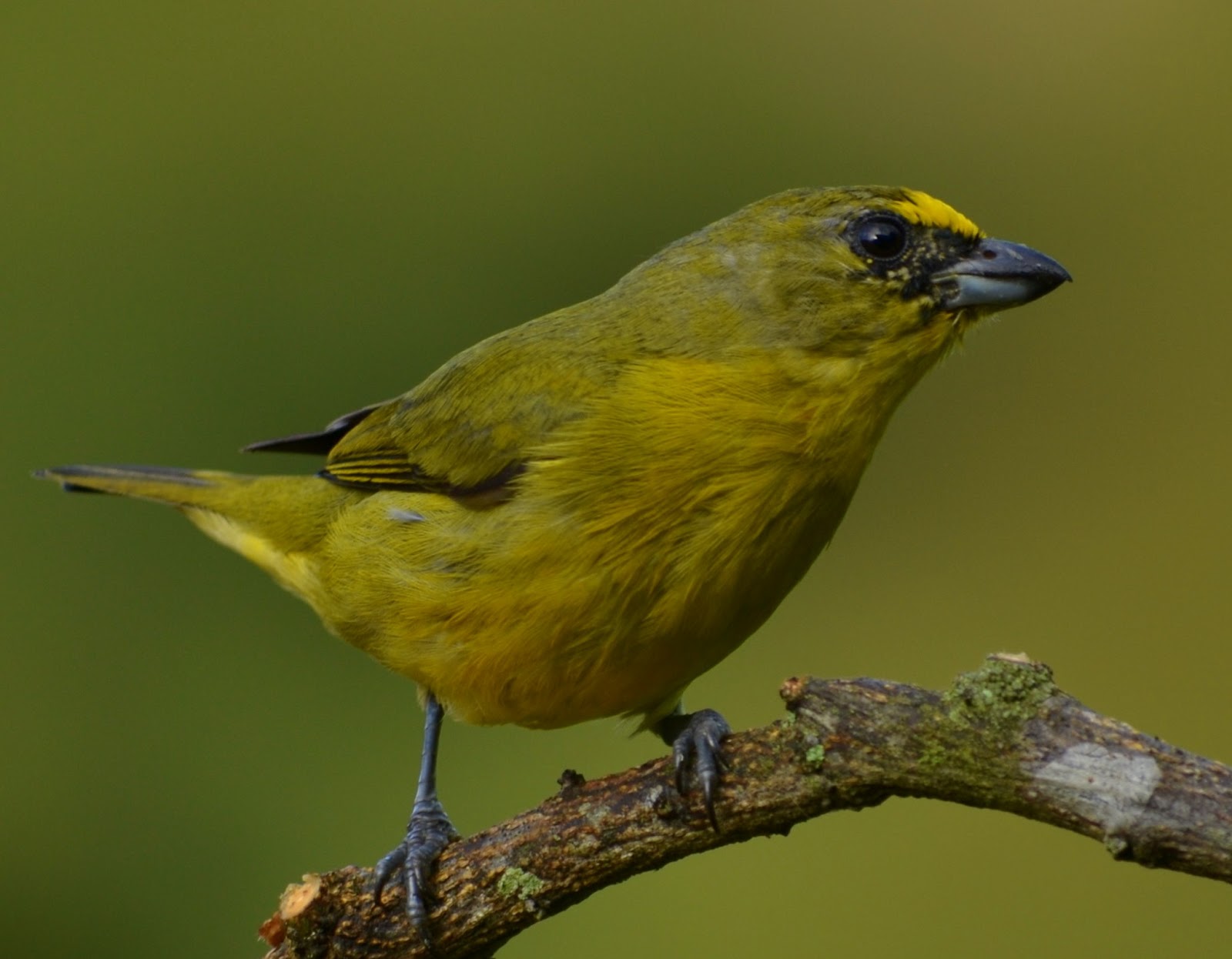 Aves de Jardín . Birds in our garden: Como se llama este pajarito?