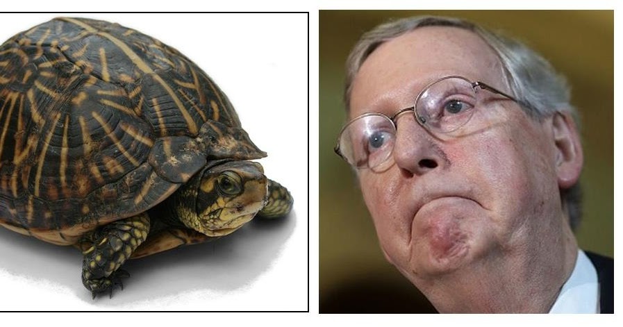 shieldWALL: Turtle McConnell