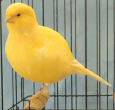 All Canary: Canary Birds in The World